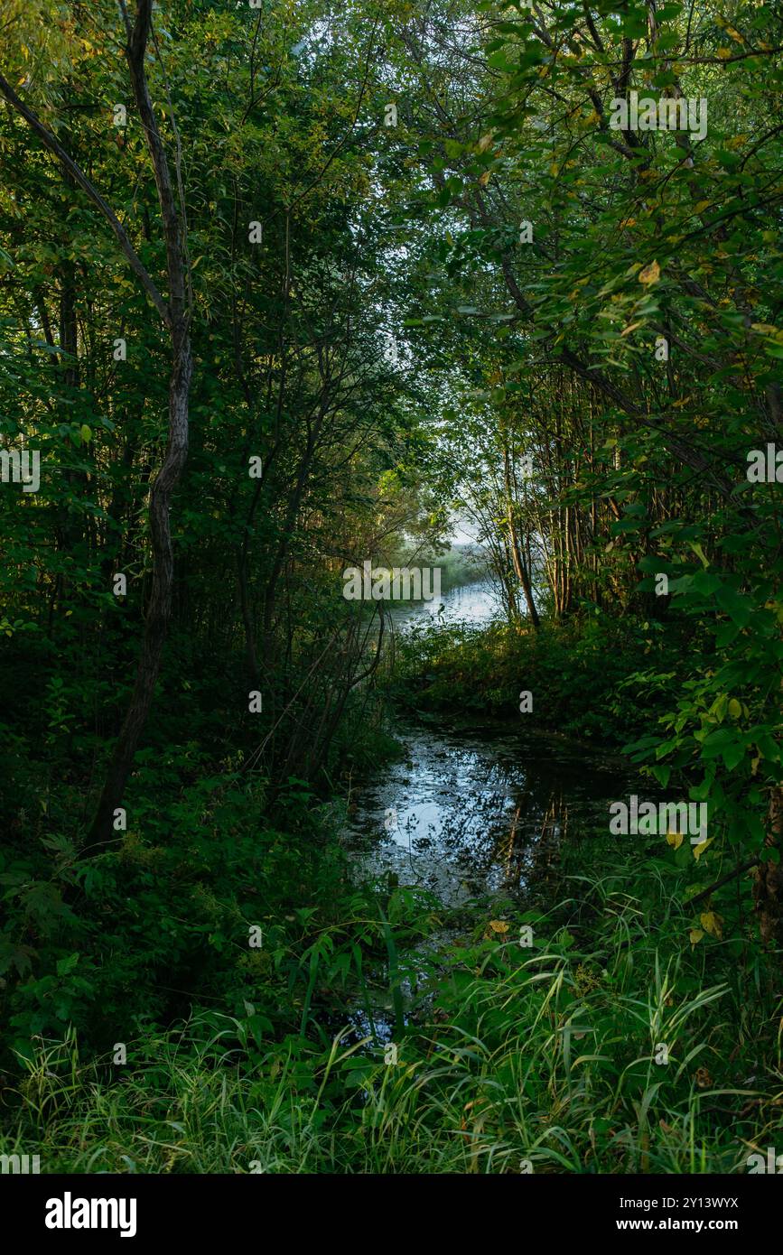 A narrow river channel passing through dense thickets of willow Stock ...