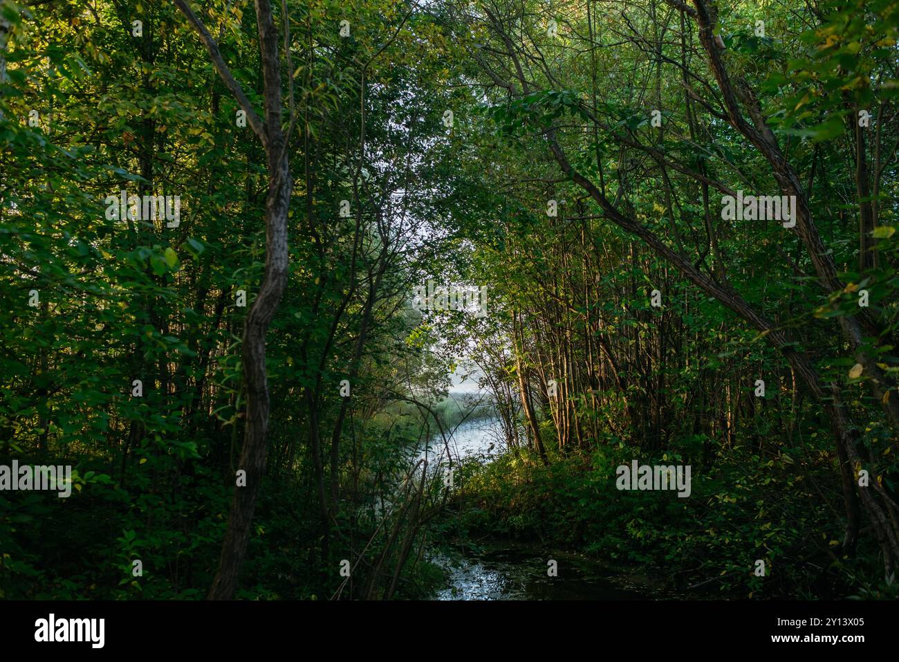 A narrow river channel passing through dense thickets of willow Stock ...