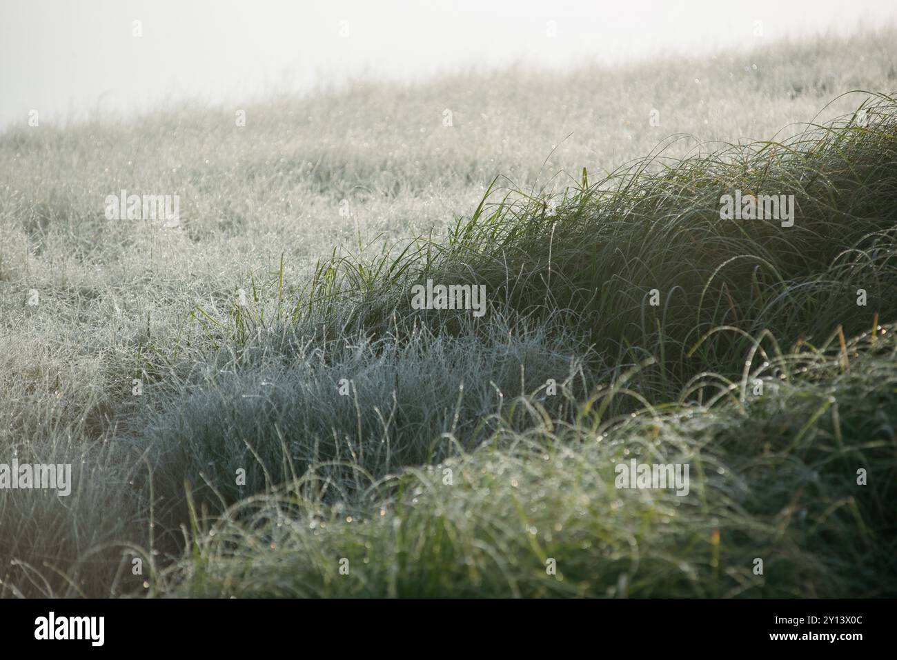 The first frosts. Green grass covered with frost after a night cold ...