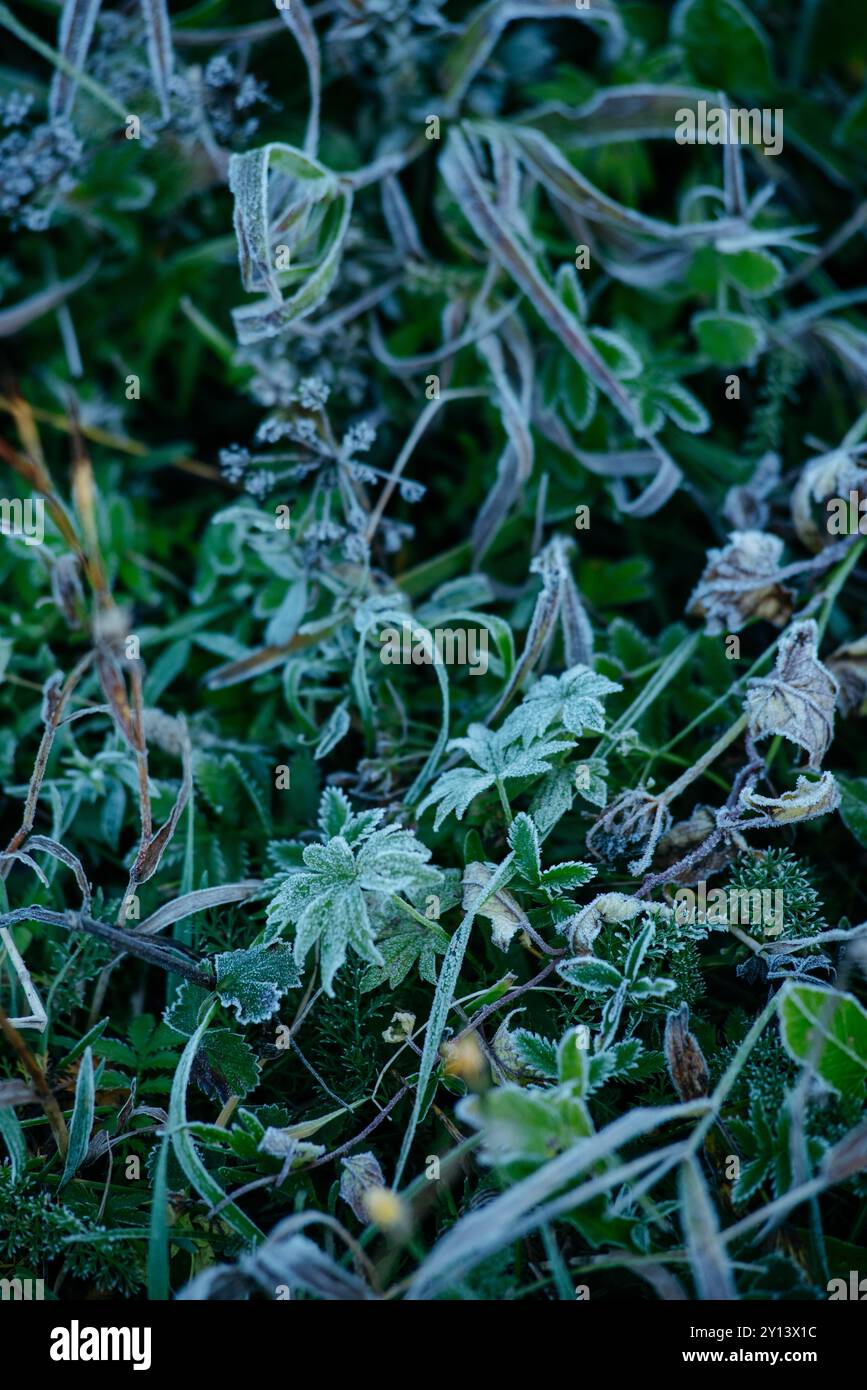 The first frosts. Green grass covered with frost after a night cold ...