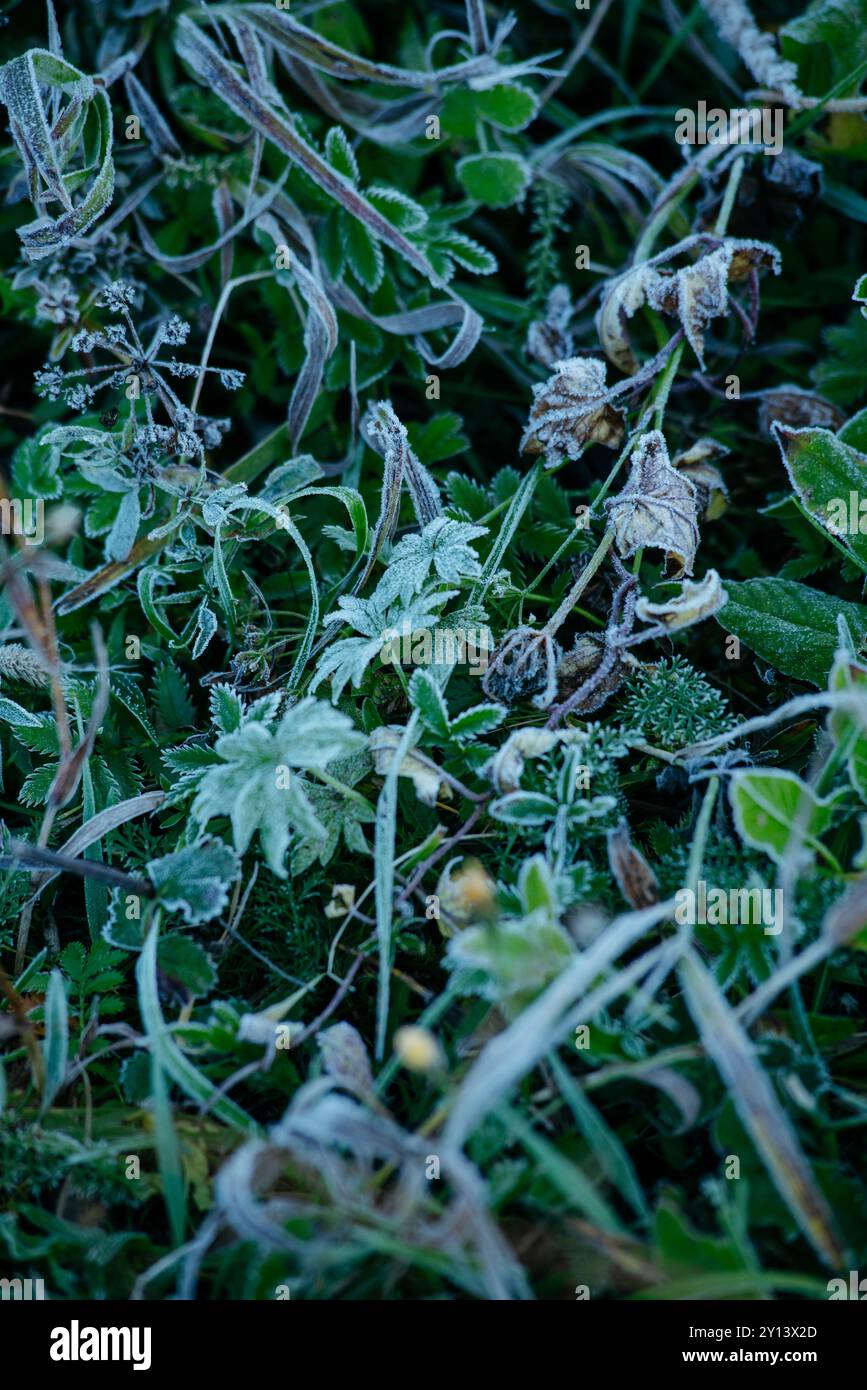 The first frosts. Green grass covered with frost after a night cold ...