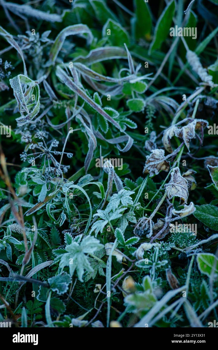 The first frosts. Green grass covered with frost after a night cold ...