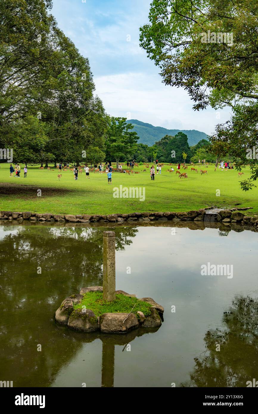 Nara Park with pond and deers, in Nara, Japan Stock Photo - Alamy