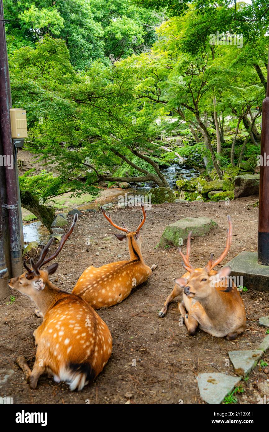 Nara Park with pond and deers, in Nara, Japan Stock Photo - Alamy