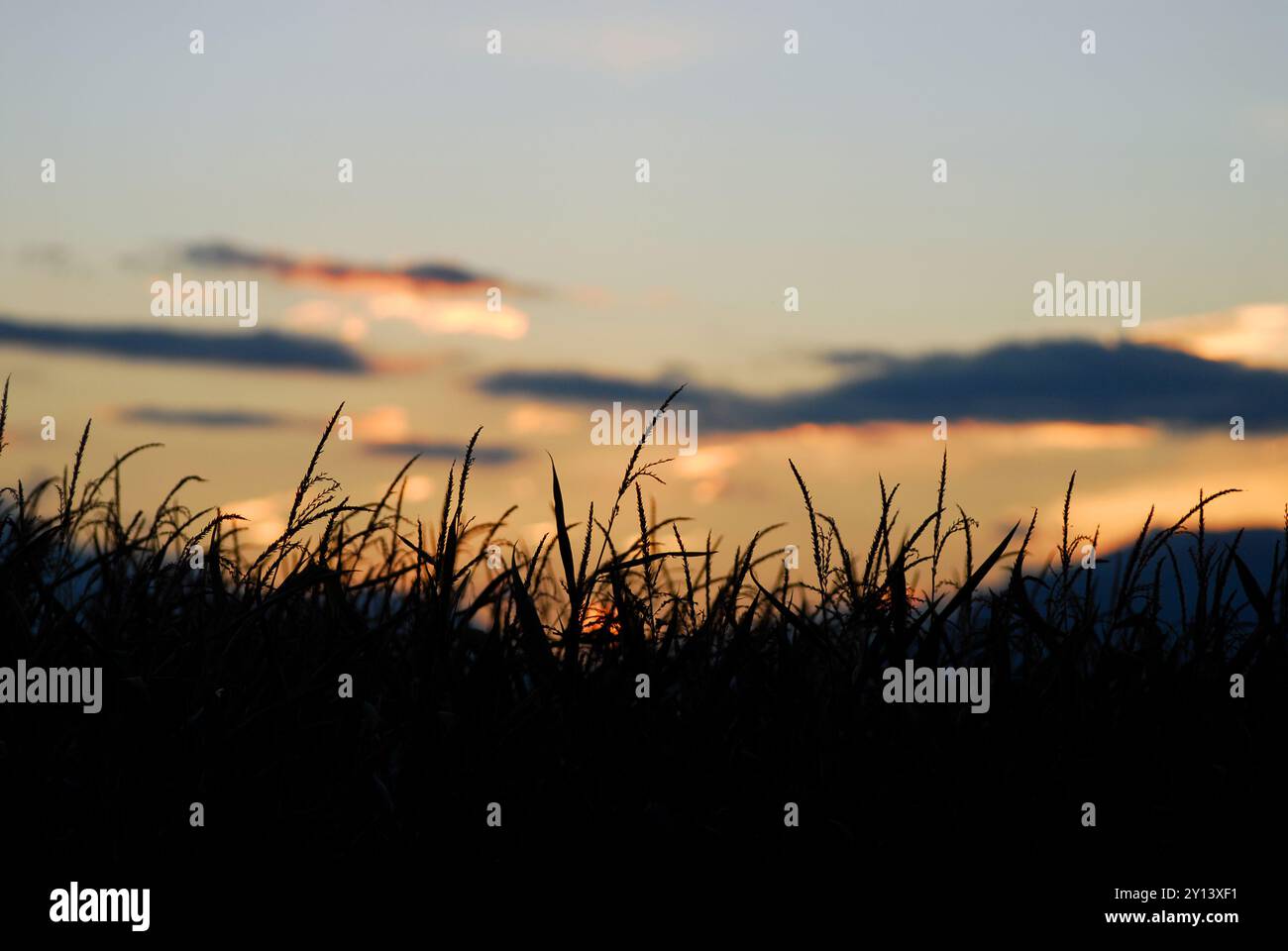 Sunset grass silhouette hi-res stock photography and images - Alamy