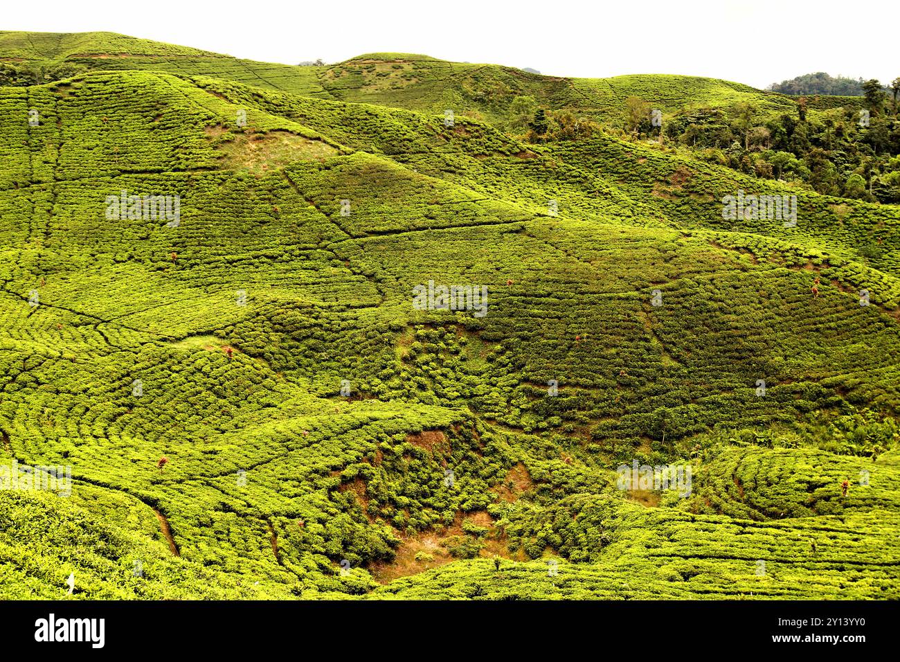 Landscape of tea plantation near Gunung Halimun Salak National Park in ...