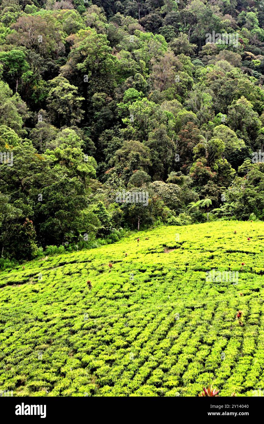 Landscape of tea plantation on the side of tropical rainforest near ...