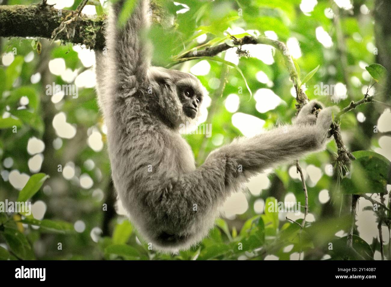 A silvery gibbon (Hylobates moloch) juvenile in Gunung Halimun Salak ...