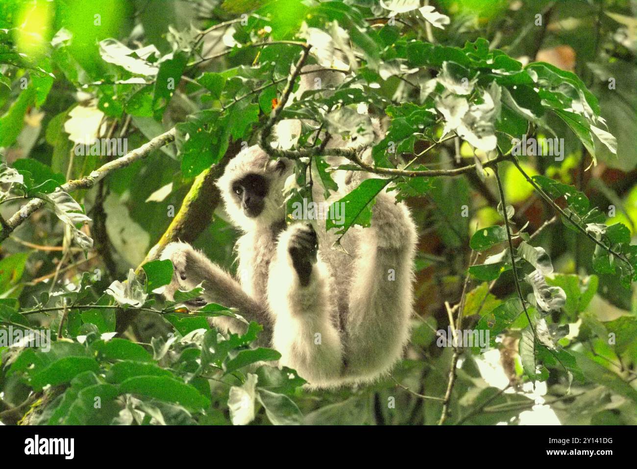 A silvery gibbon (Hylobates moloch) juvenile in Gunung Halimun Salak ...