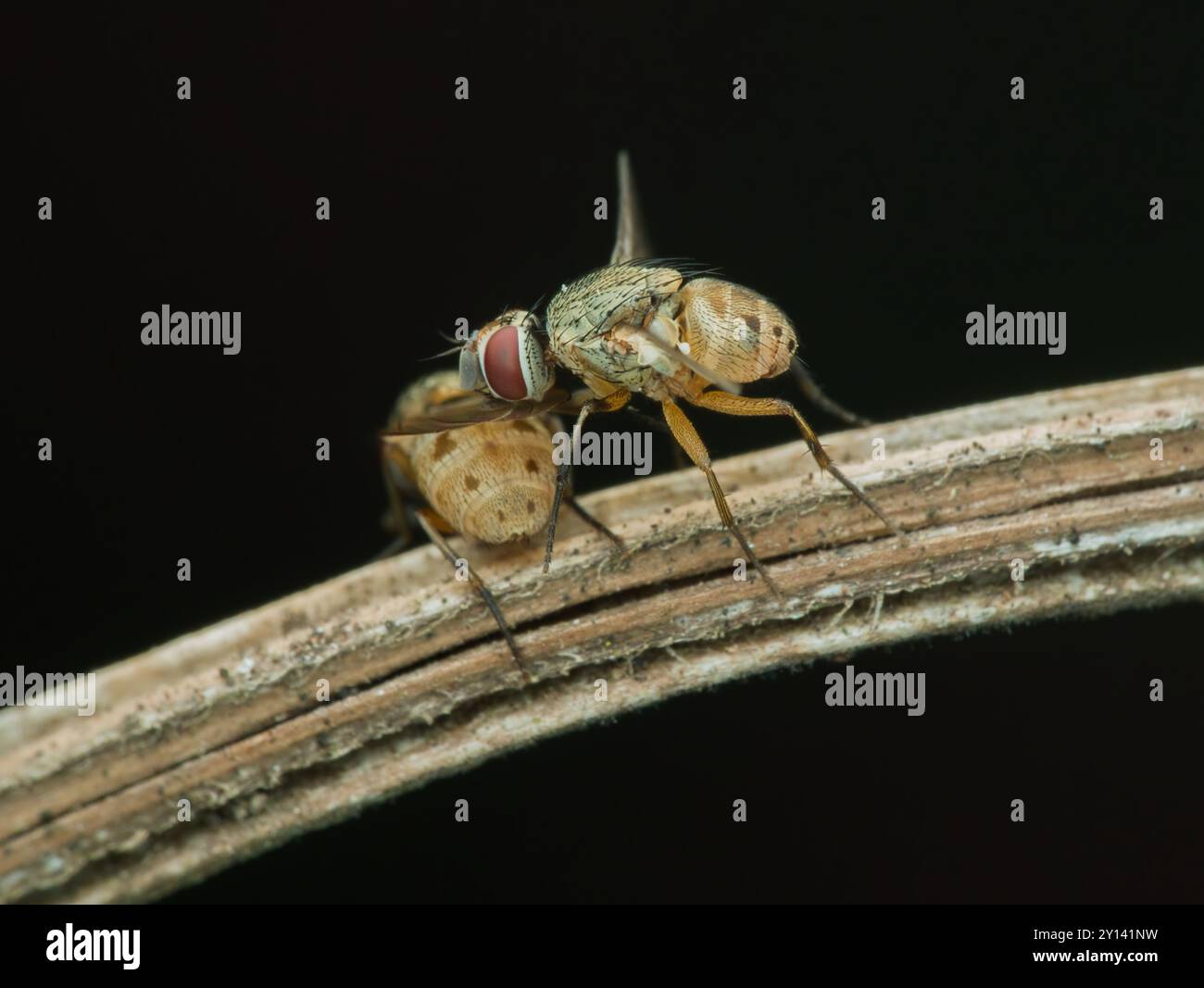 Tiger flies are performing a mating ritual on a dry branch Stock Photo ...
