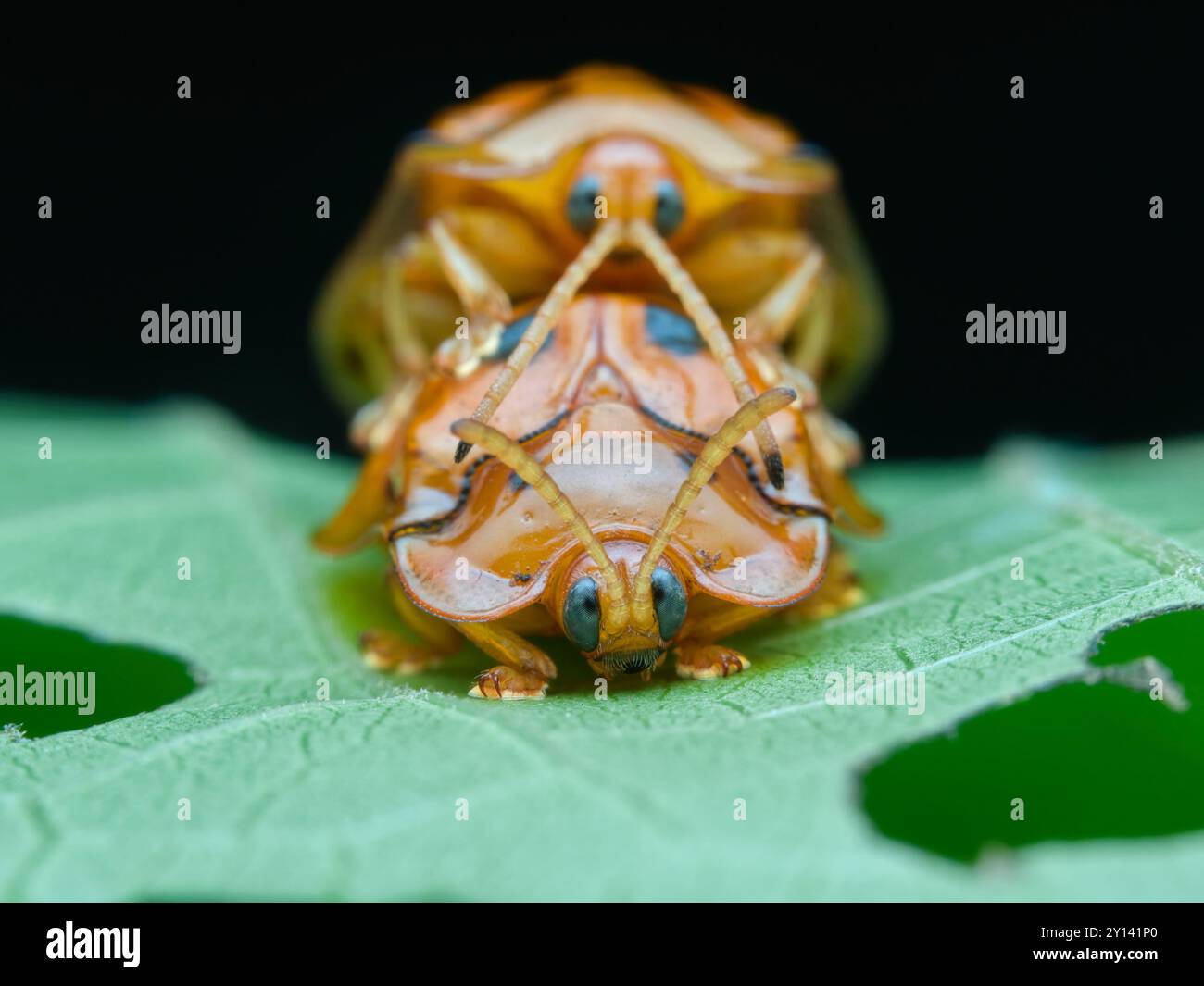 Tortoise beetles hi-res stock photography and images - Alamy