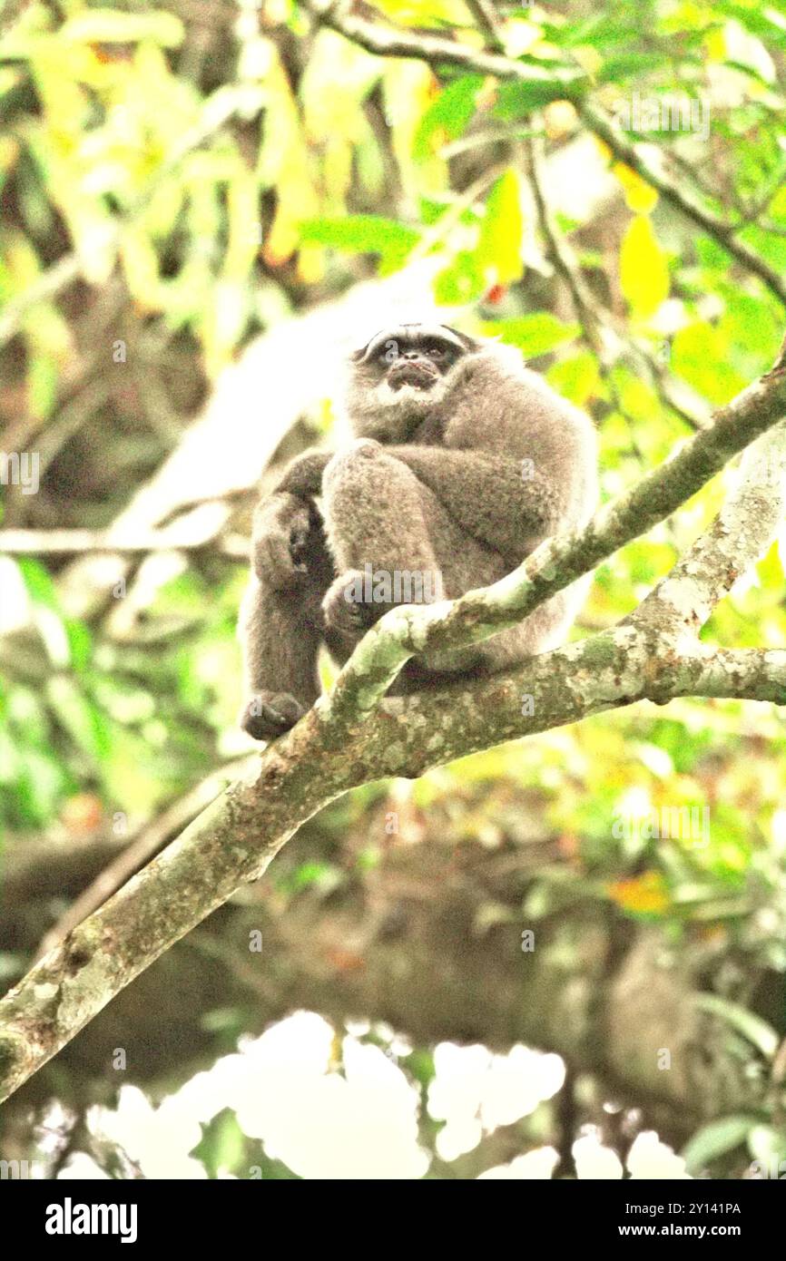 Portrait of a silvery gibbon (Hylobates moloch) in Gunung Halimun Salak ...