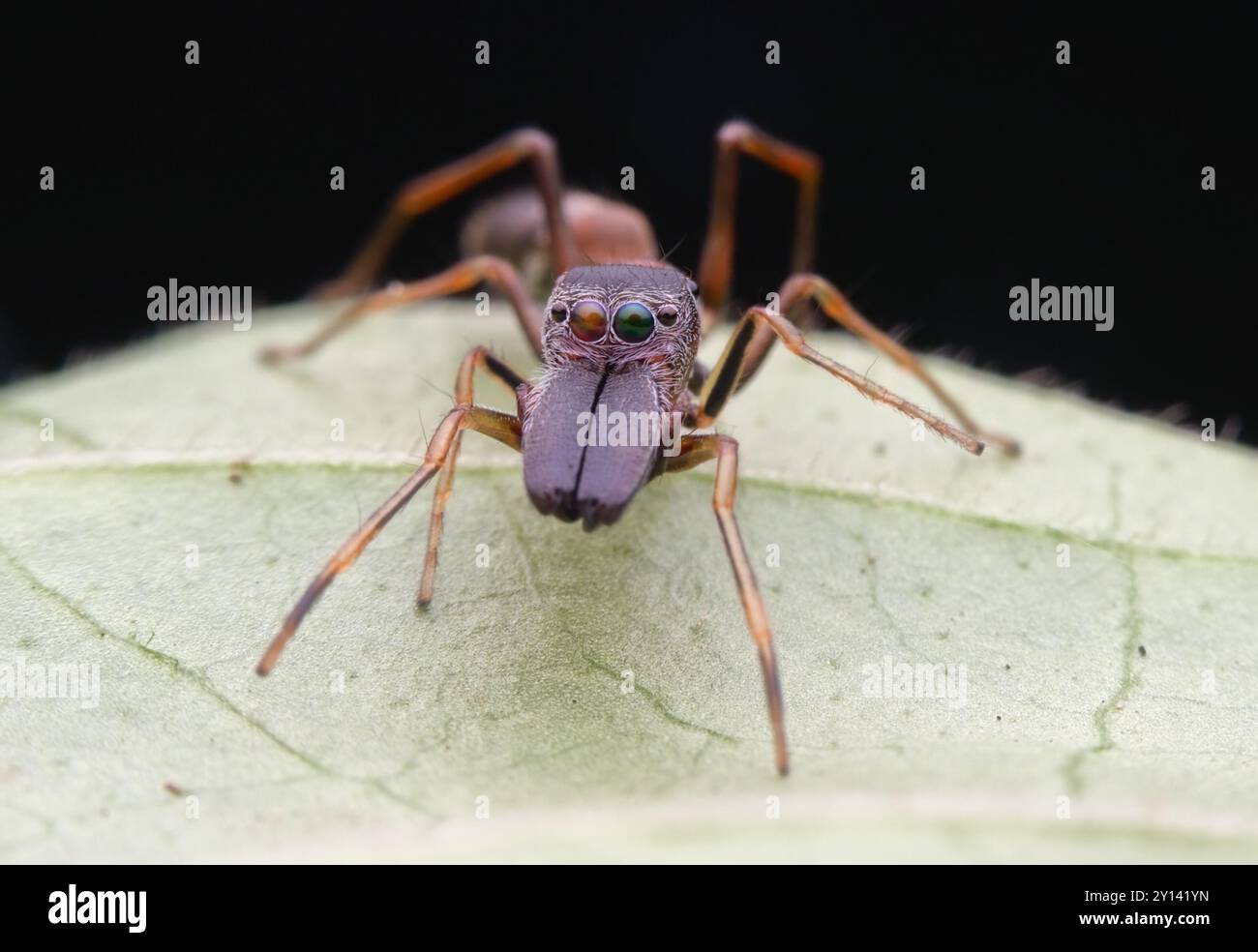 Male ant mimic spider hi-res stock photography and images - Alamy