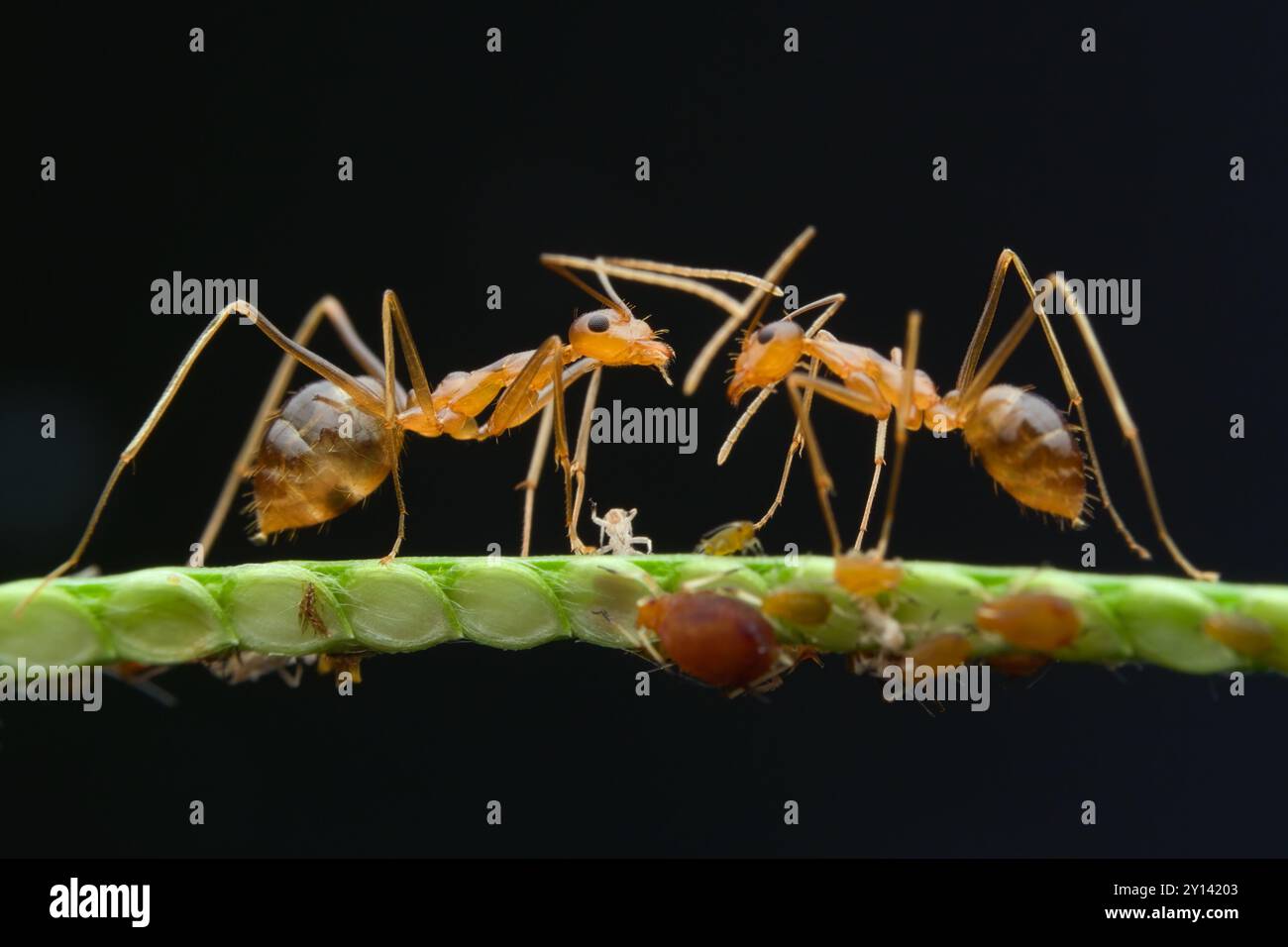Two crazy yellow ants and aphids on the grass Stock Photo - Alamy