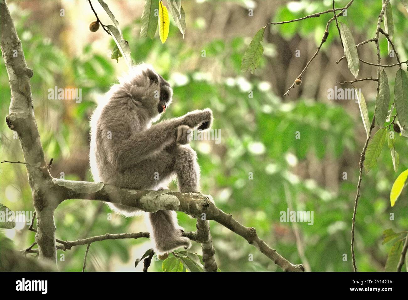 Side portrait of a silvery gibbon (Hylobates moloch) in Gunung Halimun ...