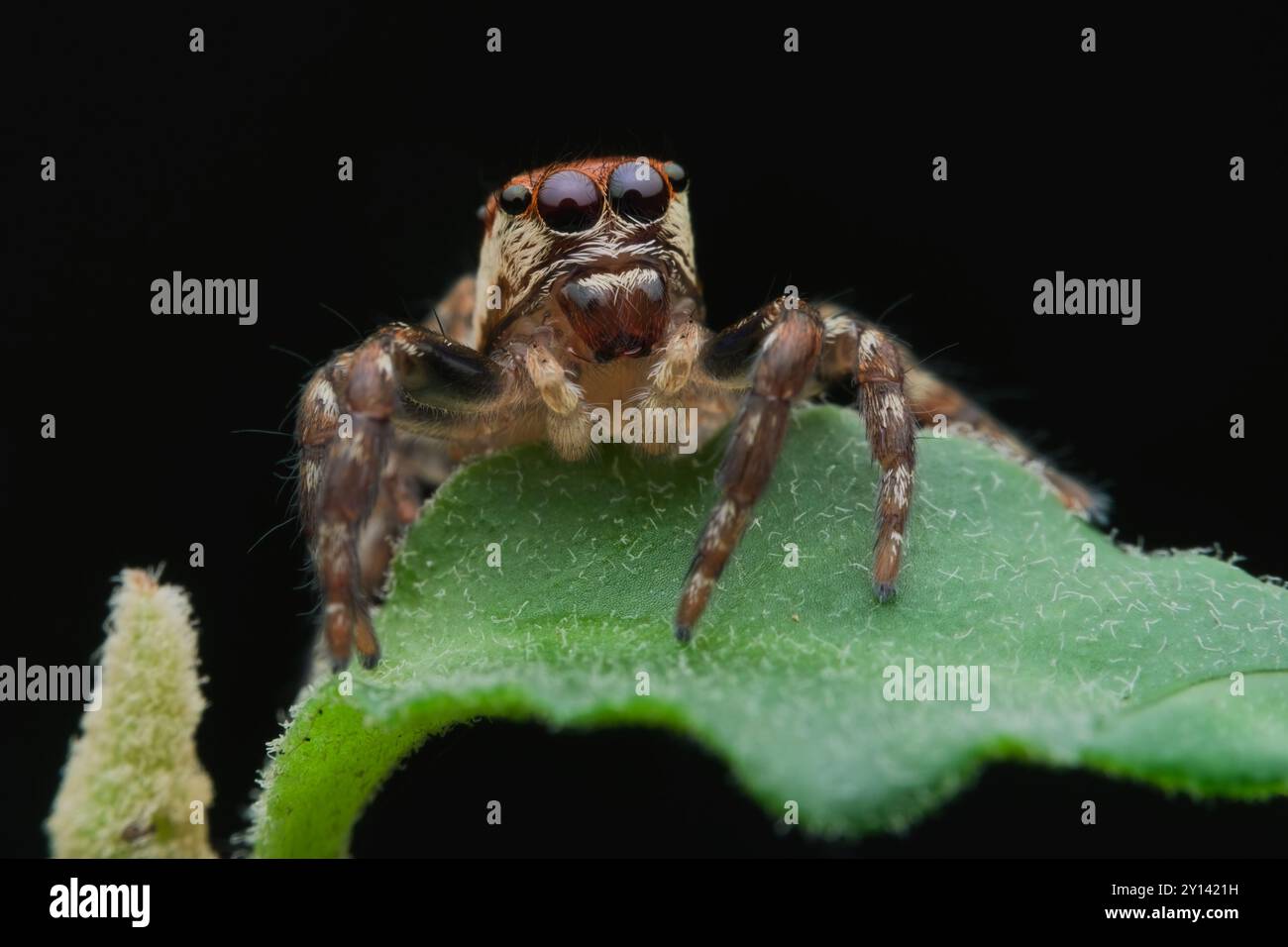 Cute jumping spider sitting on the leaf Stock Photo - Alamy