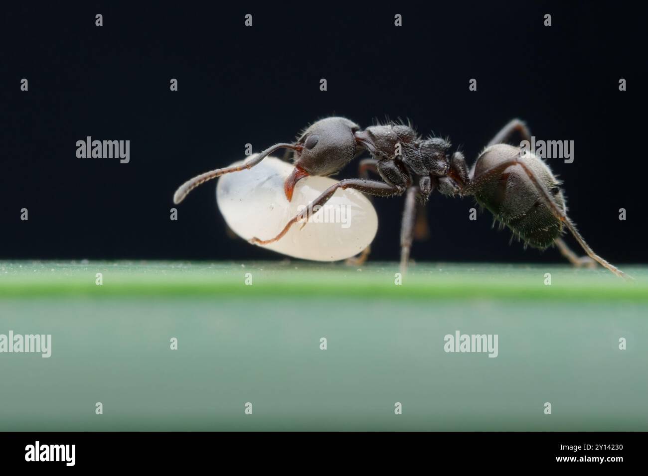 Ant carrying egg hi-res stock photography and images - Alamy
