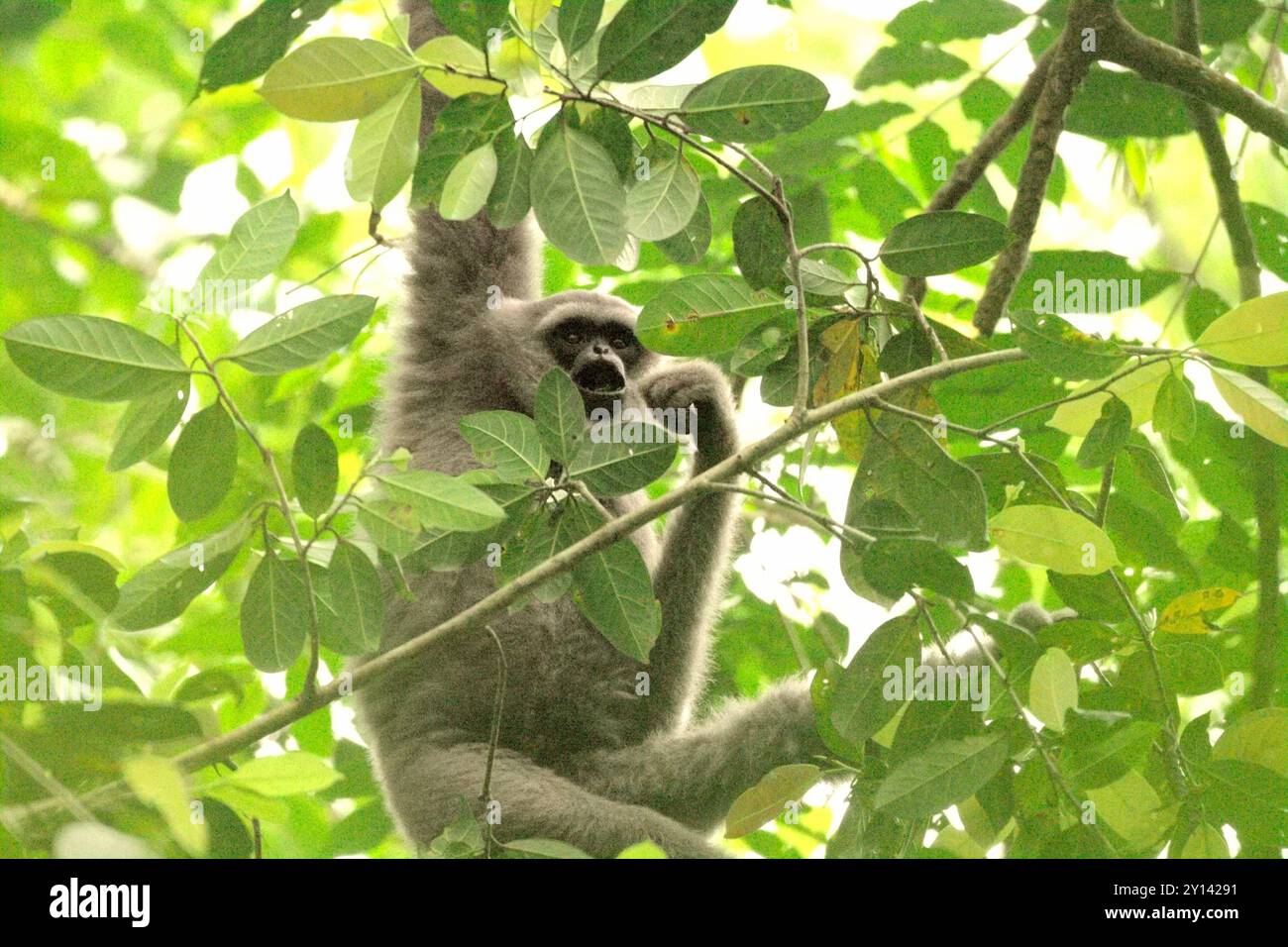 A silvery gibbon (Hylobates moloch) foraging in Gunung Halimun Salak ...