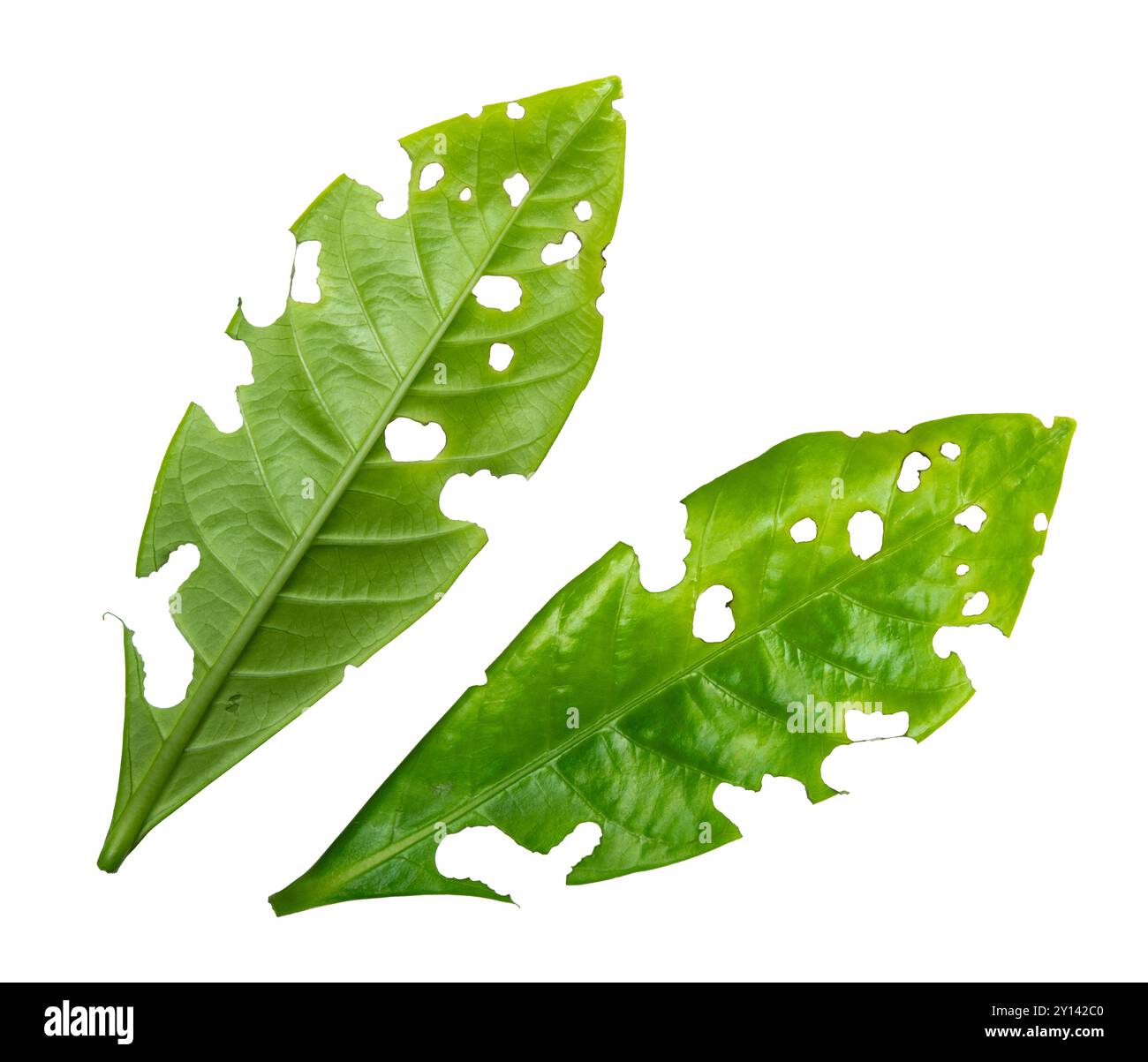 Green leaves with worm bitten holes on white background with clipping ...