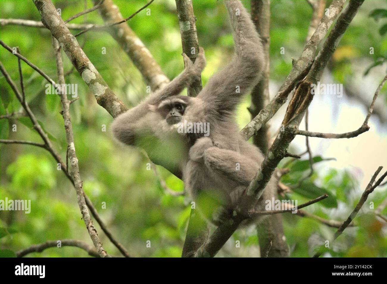 A female individual of Javan gibbon (Hylobates moloch, silvery gibbon ...