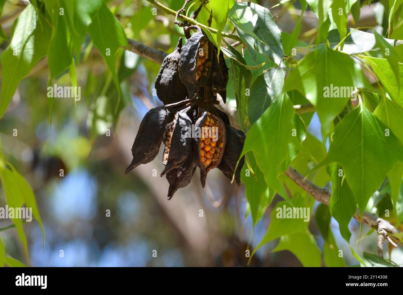 Graceful Peacock Radiant plumage and elegant display of colors.Behold ...