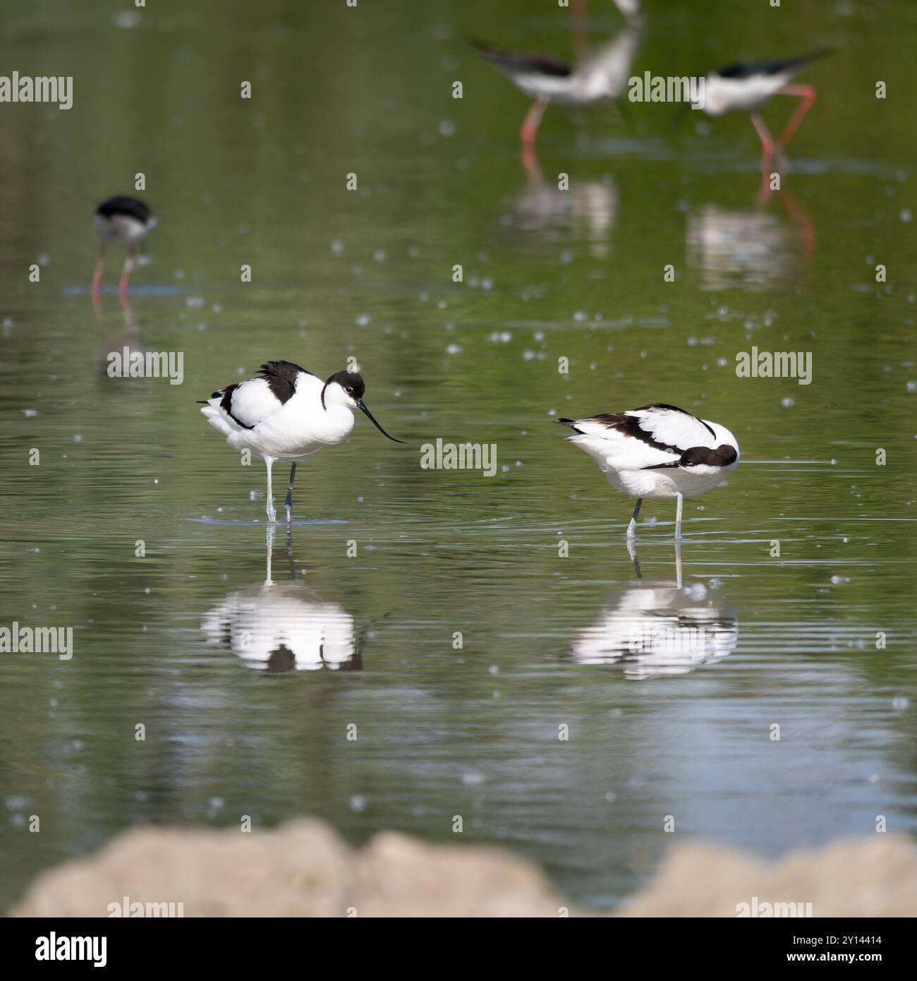 The Pied Avocet, a large Black and White Wader in the Avocet and Stilt ...