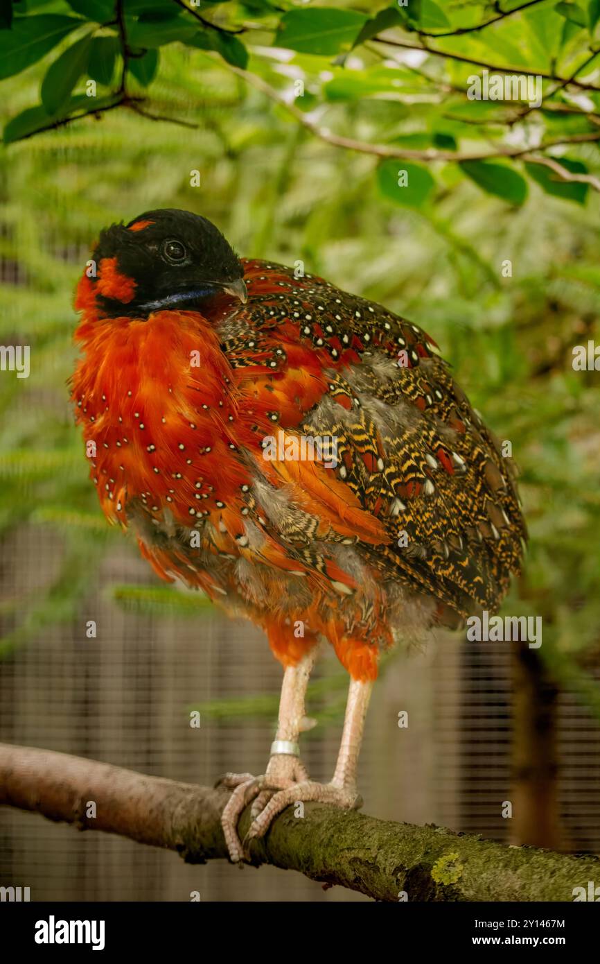 Satyr tragopan (Tragopan satyra), also known as the crimson horned ...