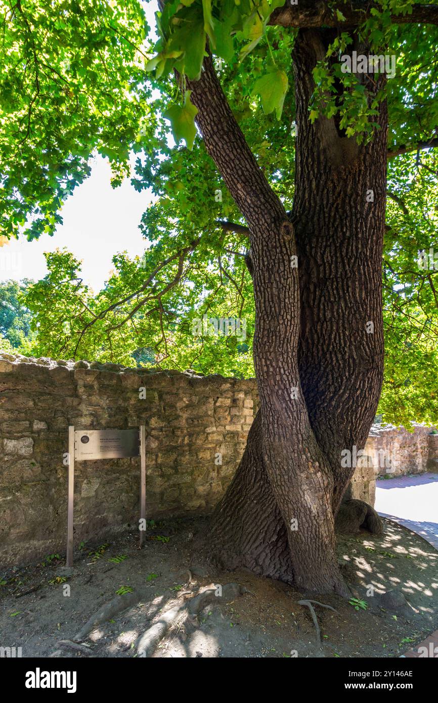 Dominican monastery nunnery convent and Royal Mansion building ruins ...