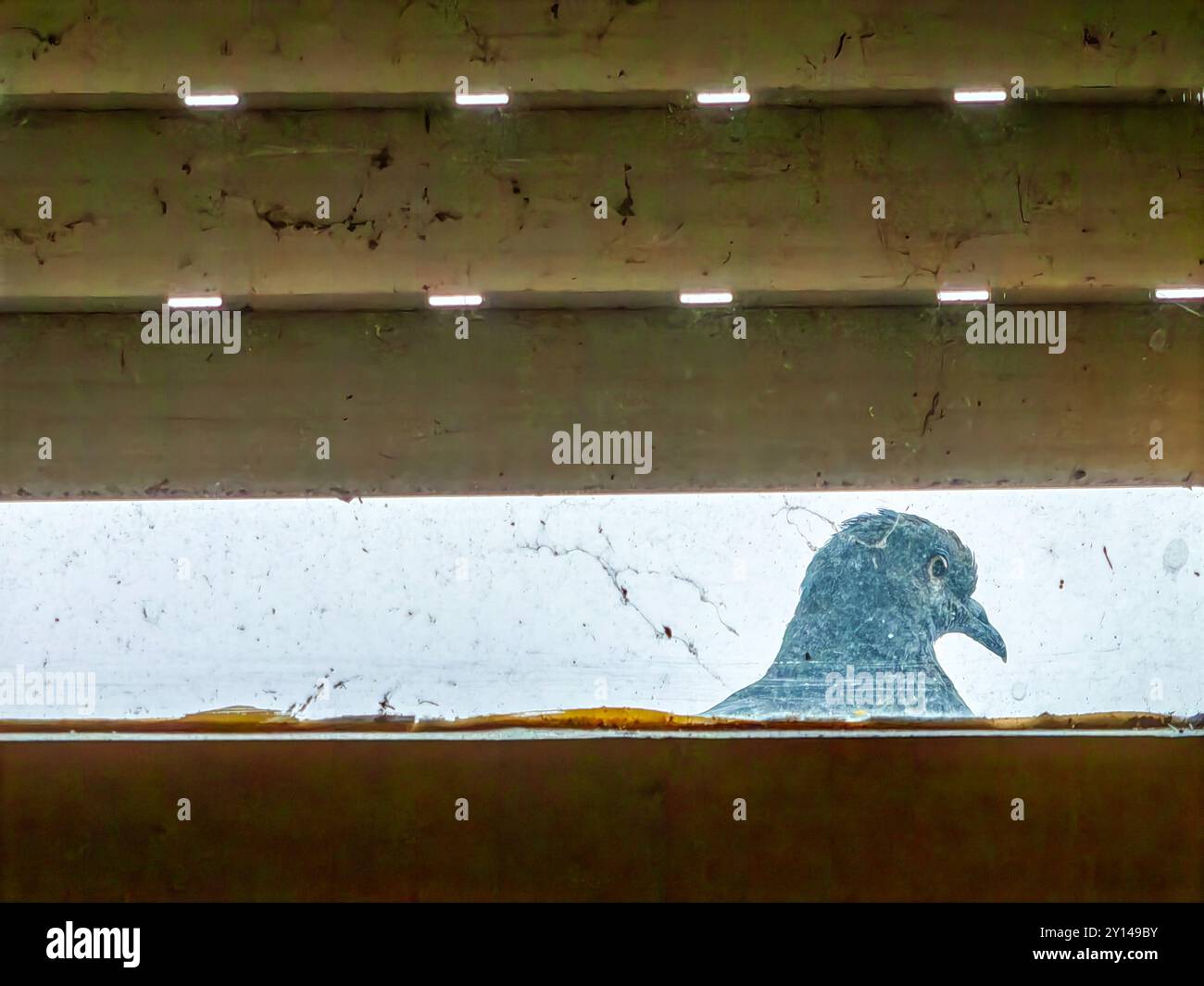 The pigeon detective hi-res stock photography and images - Alamy