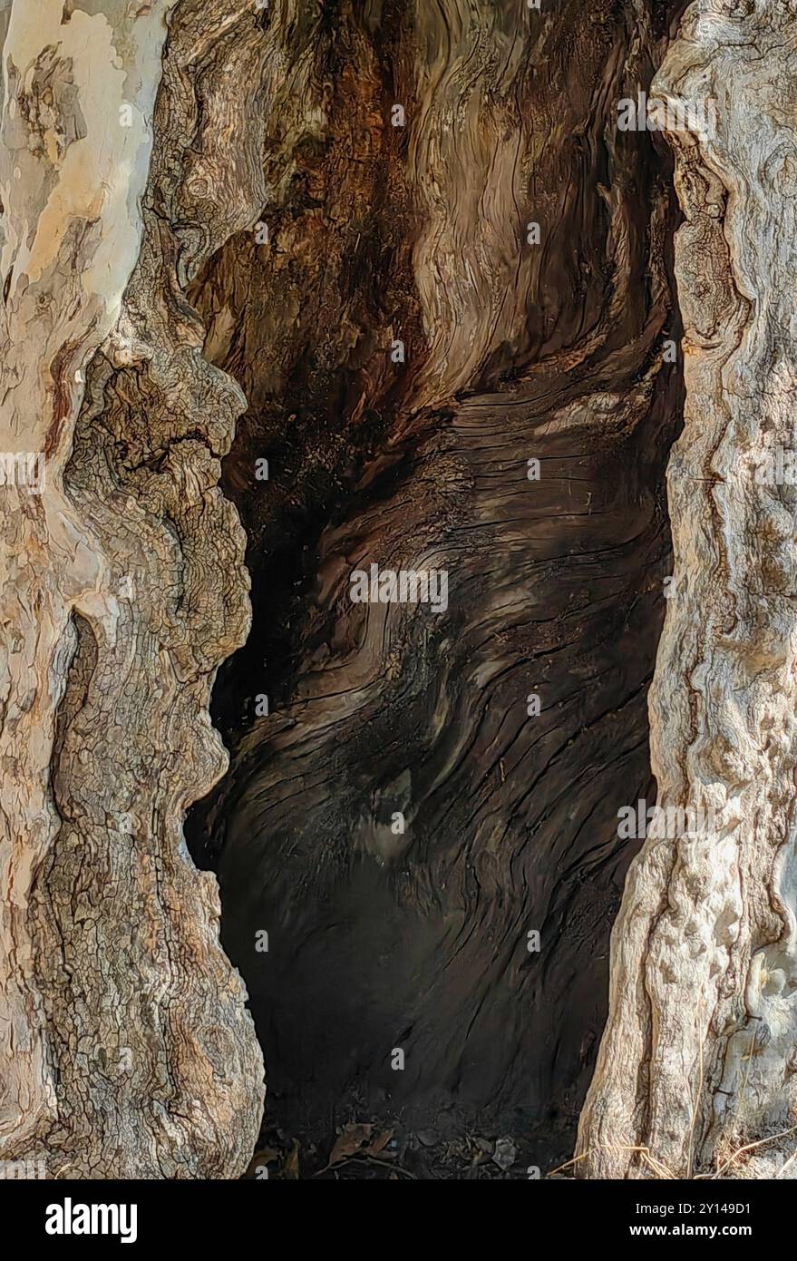 Abstract Entrance: Cave or Hollow Tree Crust – Pattern, Texture, and ...