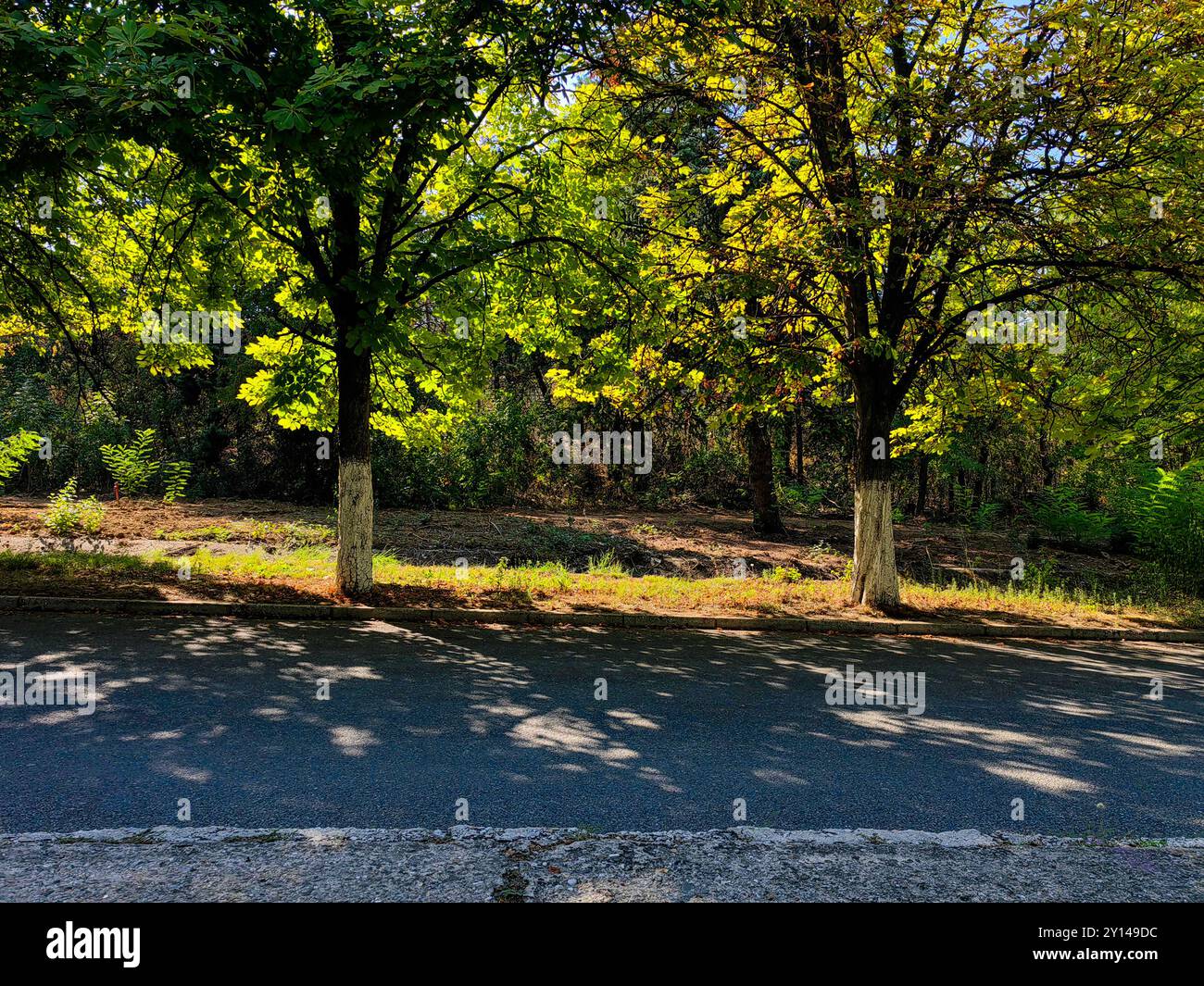 Early Autumn in the Park: Trees, Light, and Shadow Play Stock Photo - Alamy