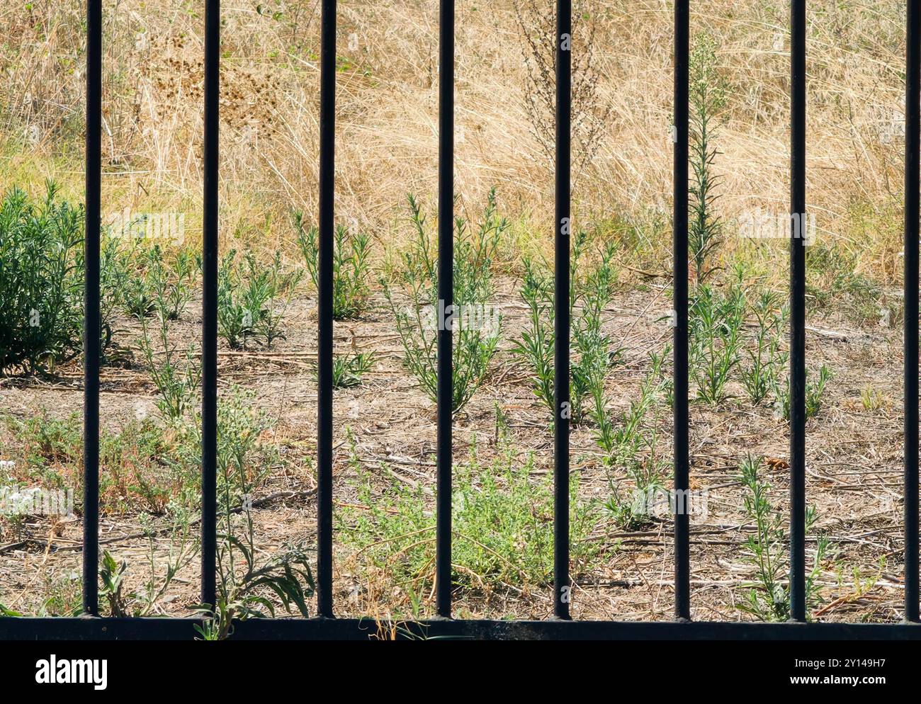 Nature Behind Bars: Captivity of the Mind – Prison Perspective with ...