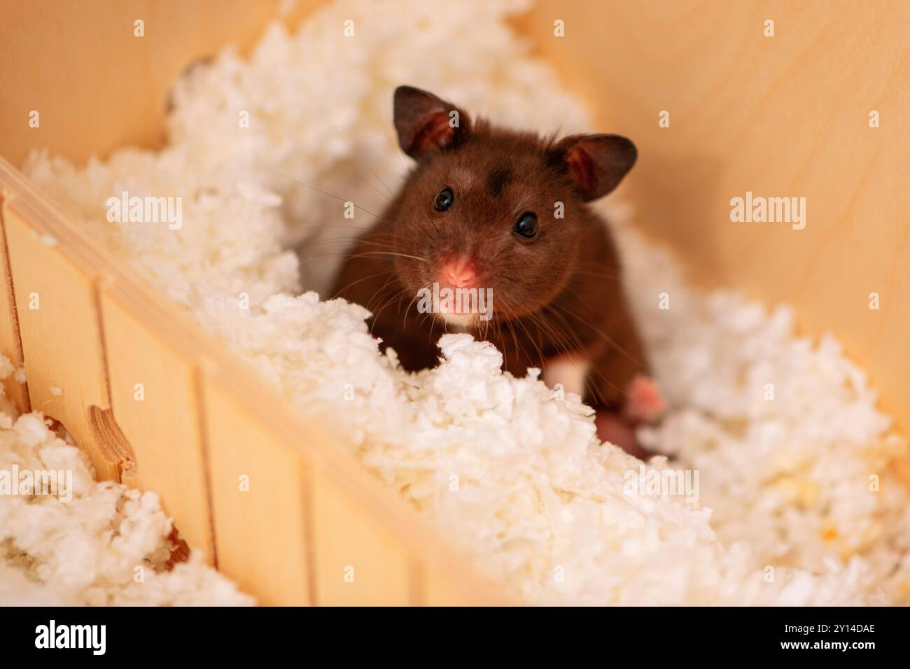 Syrian hamster sitting on paper shavings in wooden house Stock Photo ...