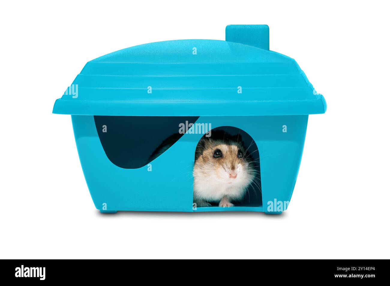Rodent house on a white background. Djungarian hamster is looking out ...