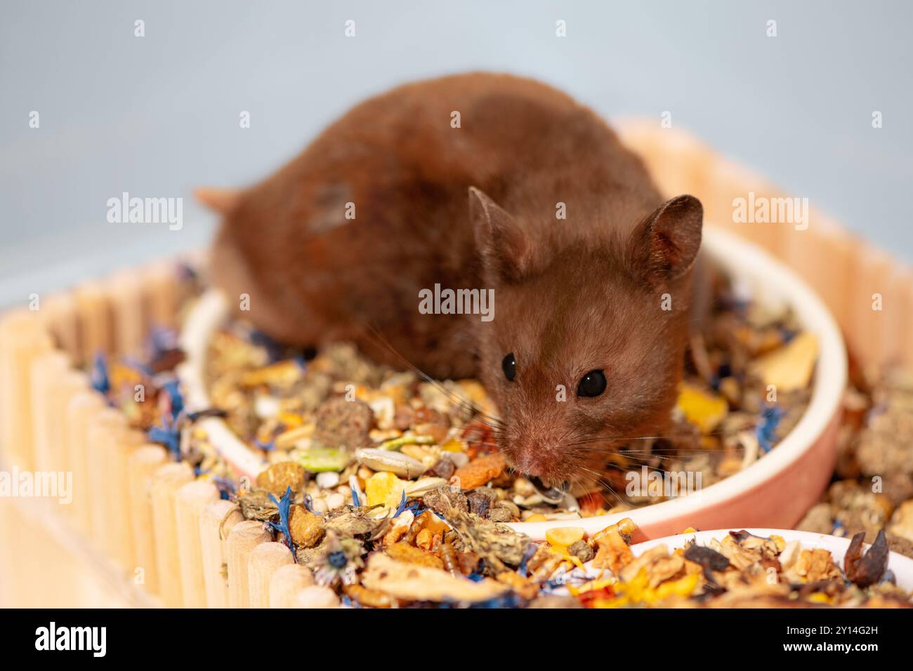 Hamster in food bowl hi-res stock photography and images - Alamy
