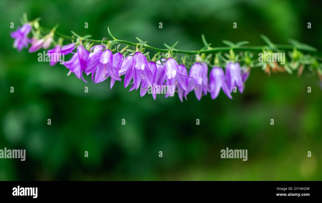 Hosta blue flowers bells on hi-res stock photography and images - Alamy