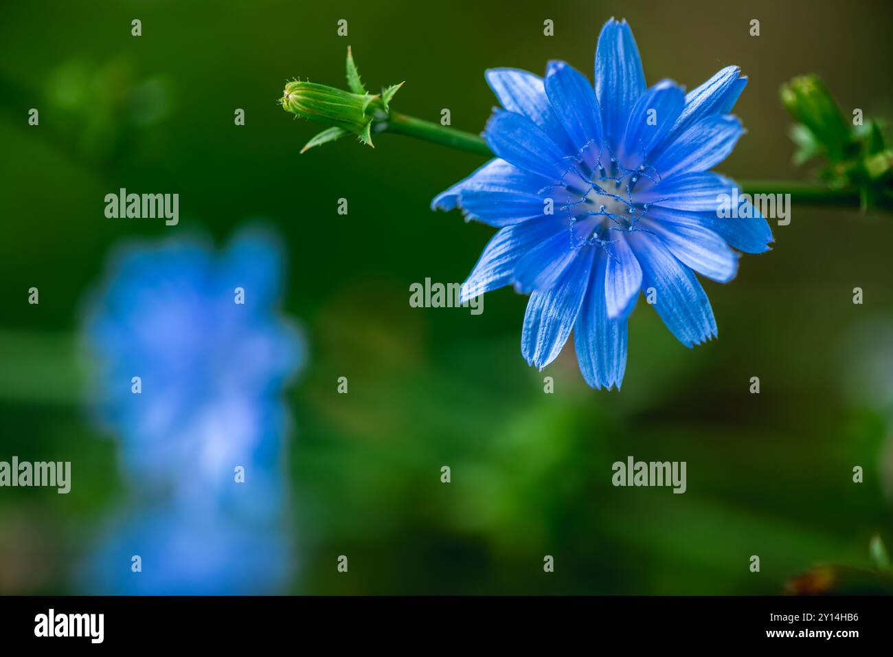 Endive chicory cichorium endivia hi-res stock photography and images ...