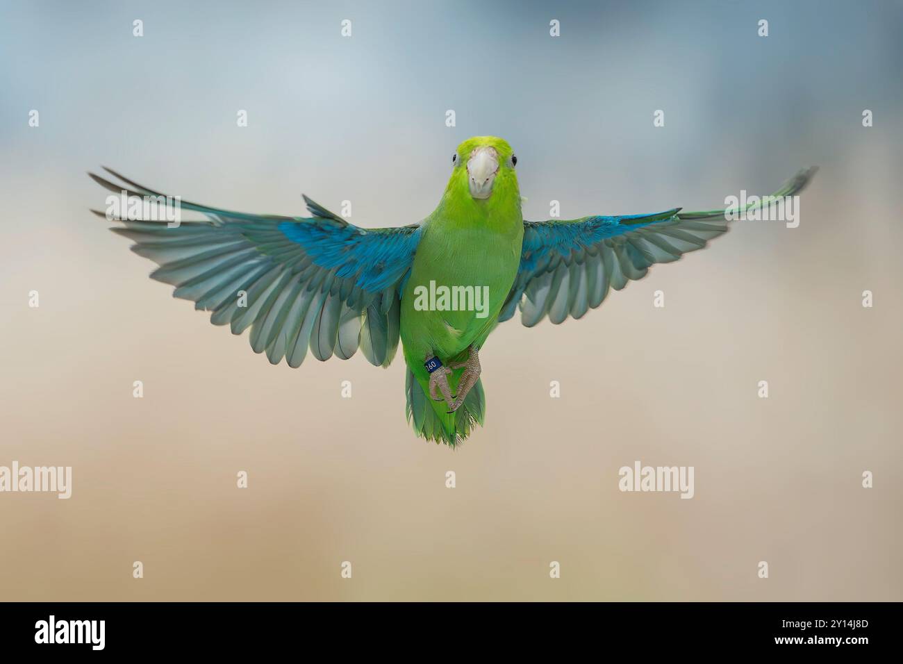 Mexican parrotlet or turquoise-rumped parrotlet Forpus cyanopygius ...