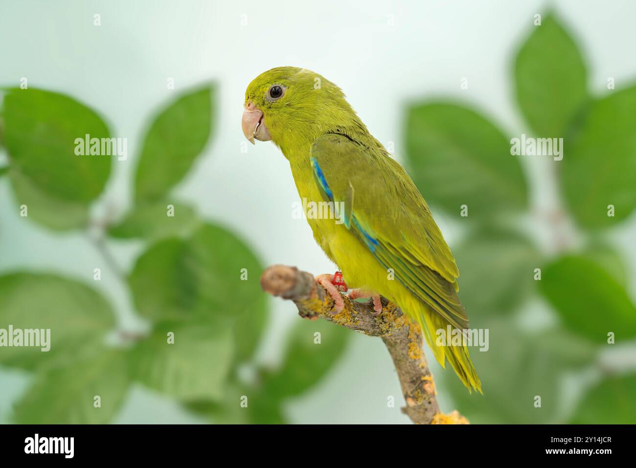 green-rumped parrotlet, Forpus passerinus Misty mutation male double ...