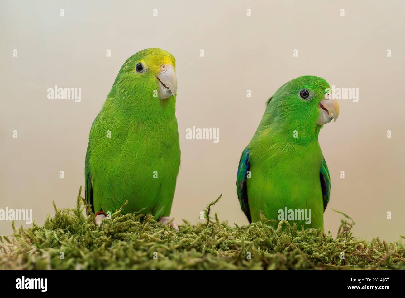 green-rumped parrotlet, Forpus passerinus Stock Photo - Alamy