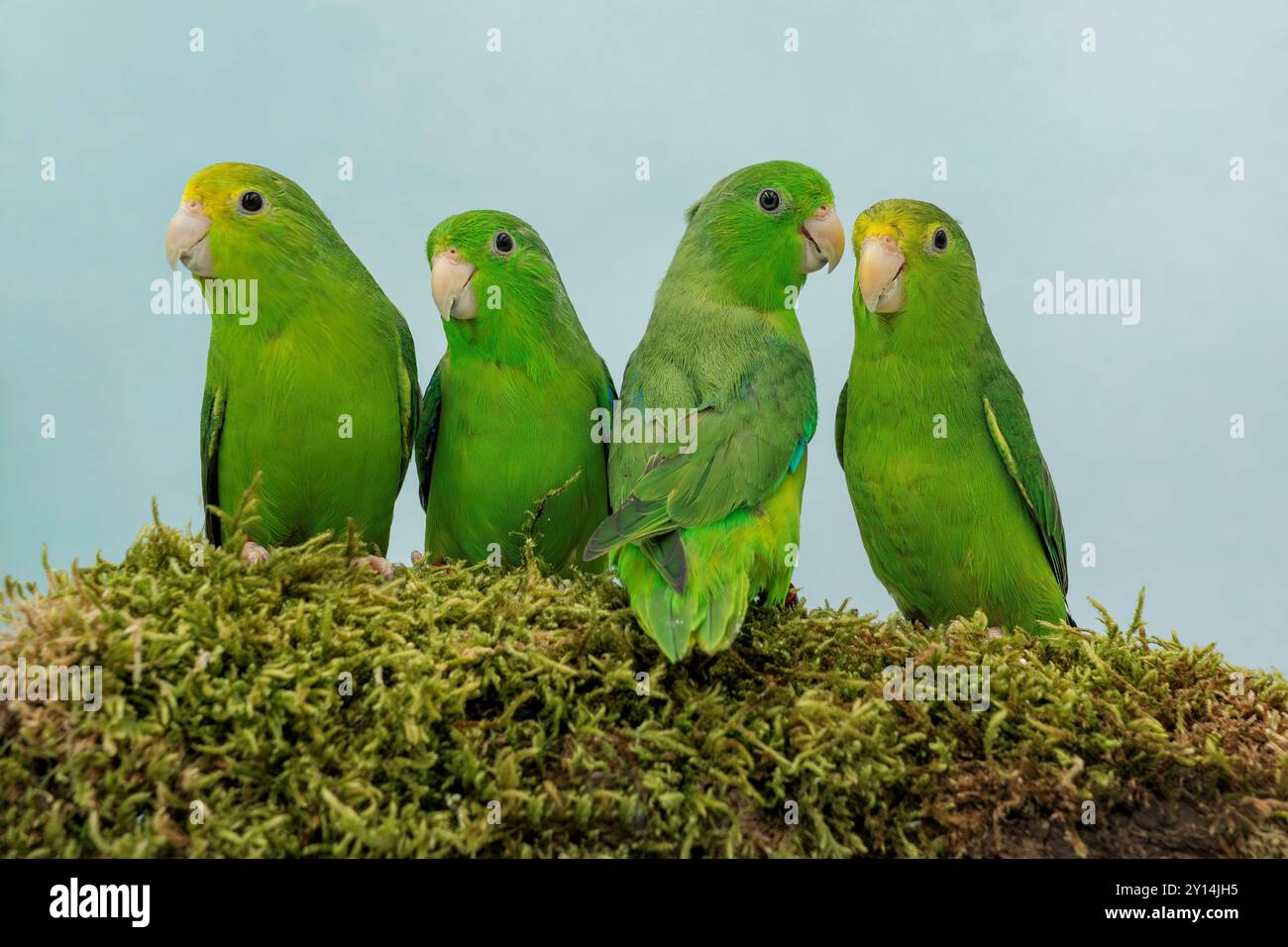 green-rumped parrotlet, Forpus passerinus Stock Photo - Alamy