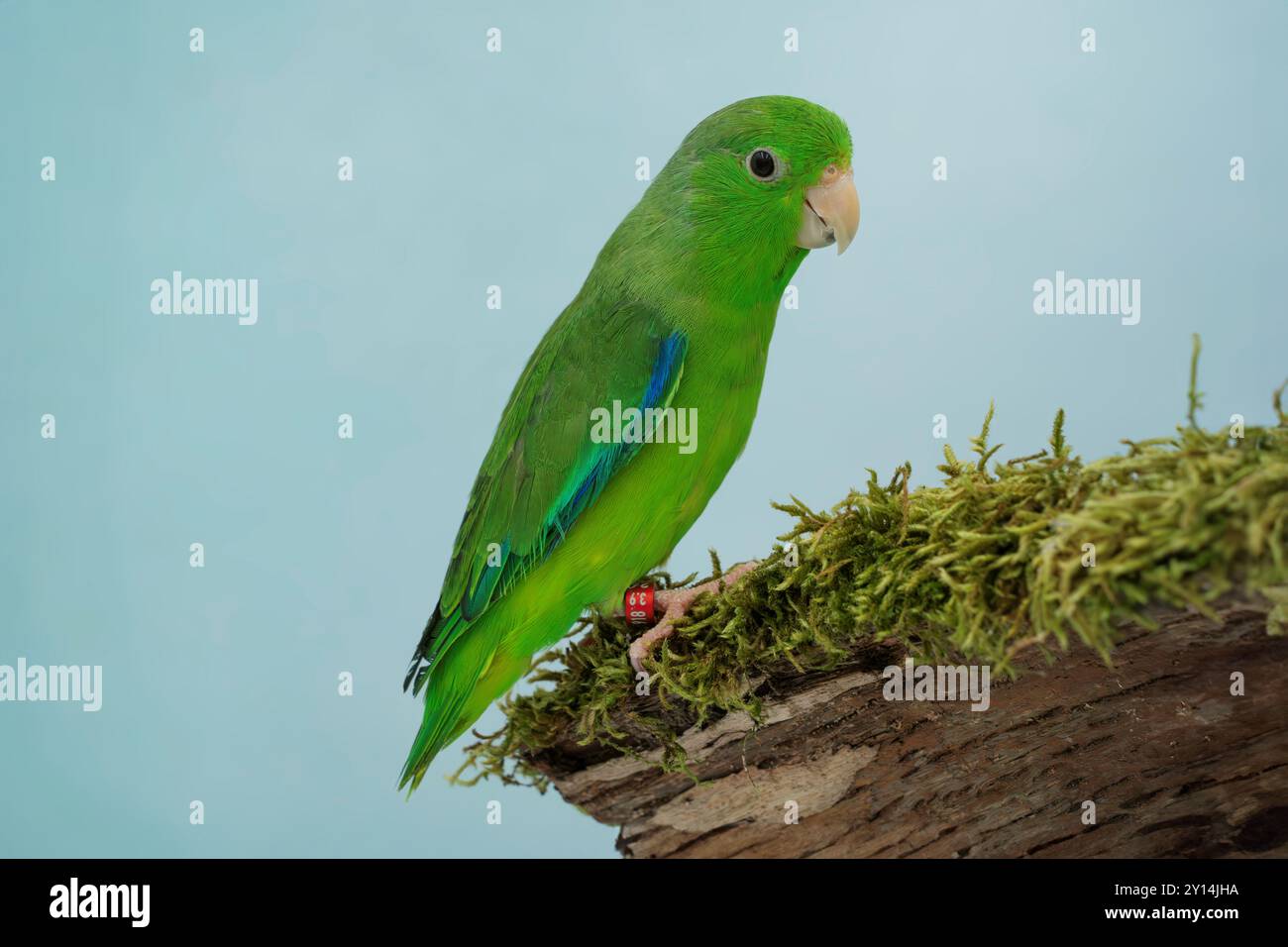 green-rumped parrotlet, Forpus passerinus Stock Photo - Alamy