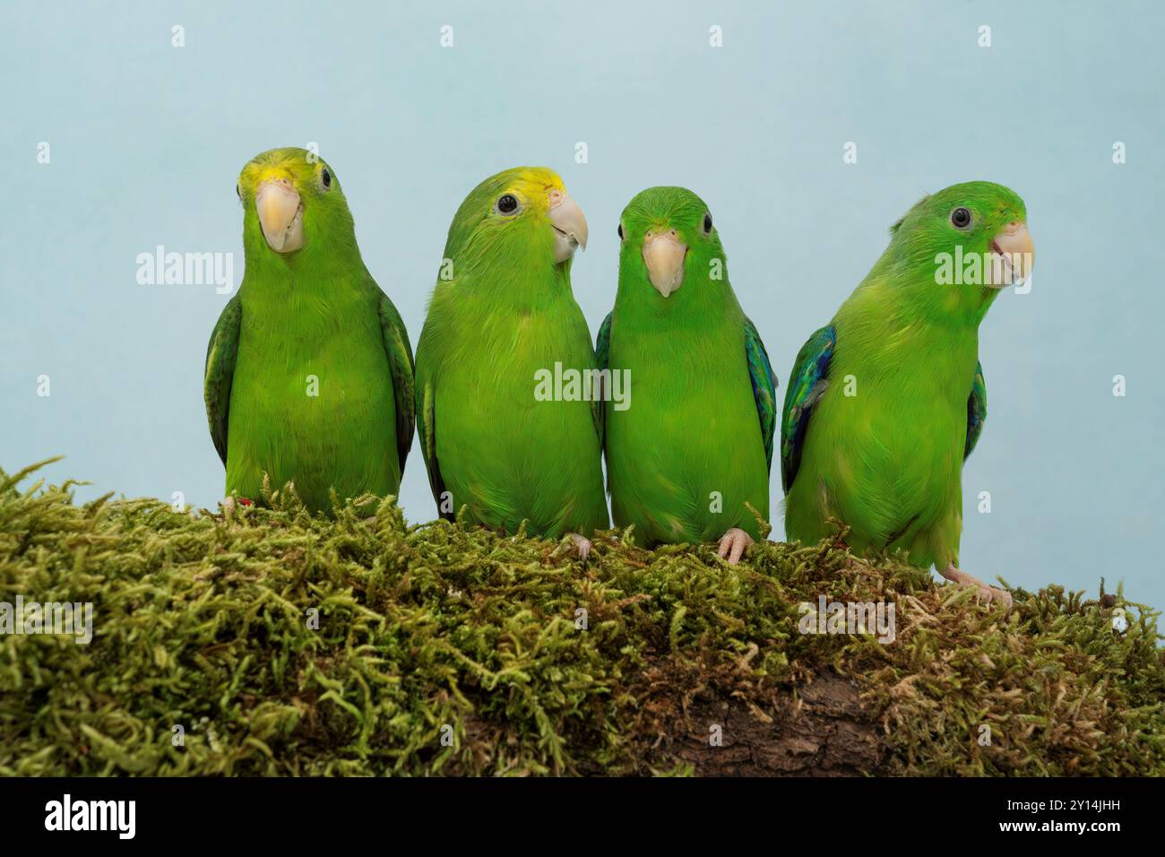 green-rumped parrotlet, Forpus passerinus Stock Photo - Alamy