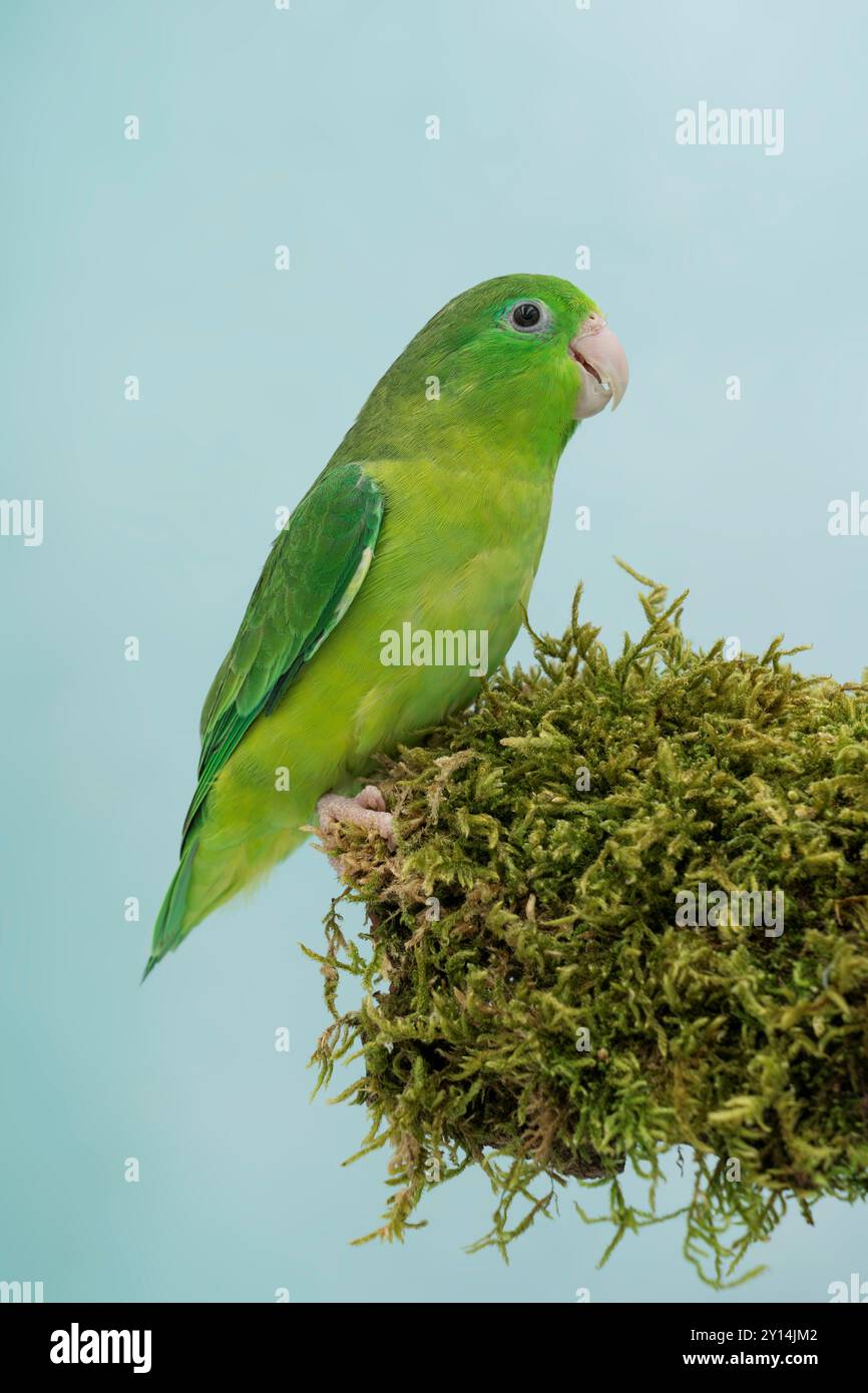 female spectacled parrotlet, Forpus conspicillatus Stock Photo - Alamy