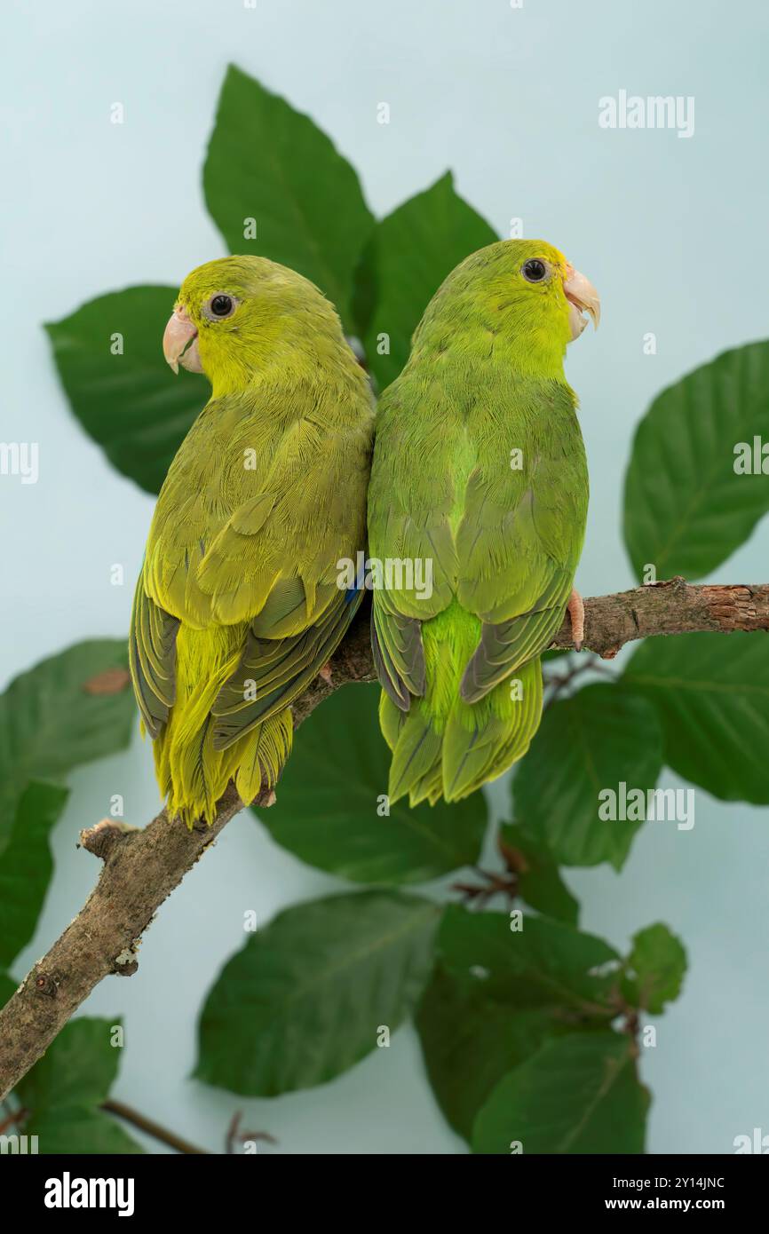 green-rumped parrotlet, Forpus passerinus Misty mutation male double ...