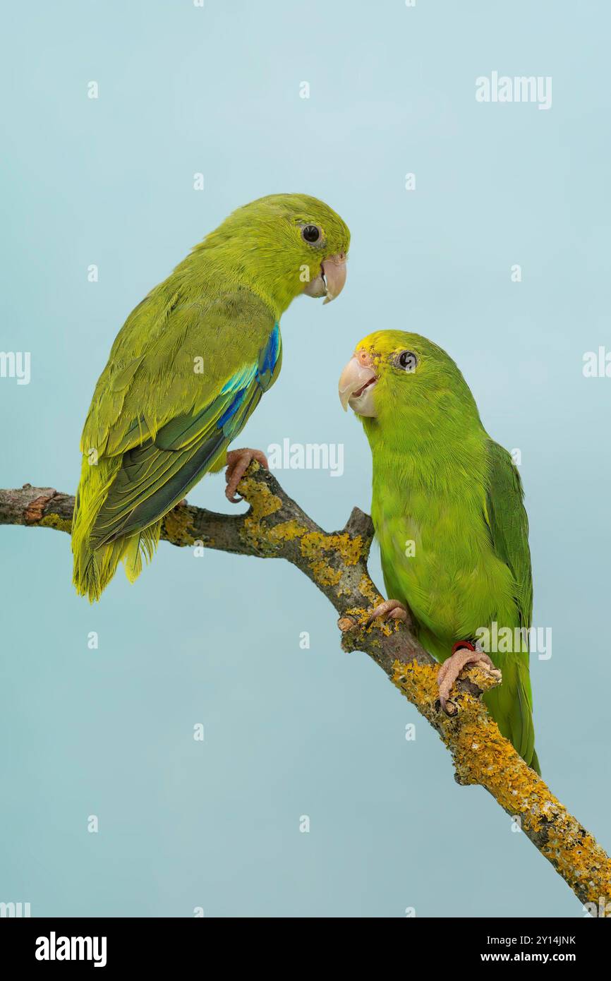 green-rumped parrotlet, Forpus passerinus Misty mutation male double ...