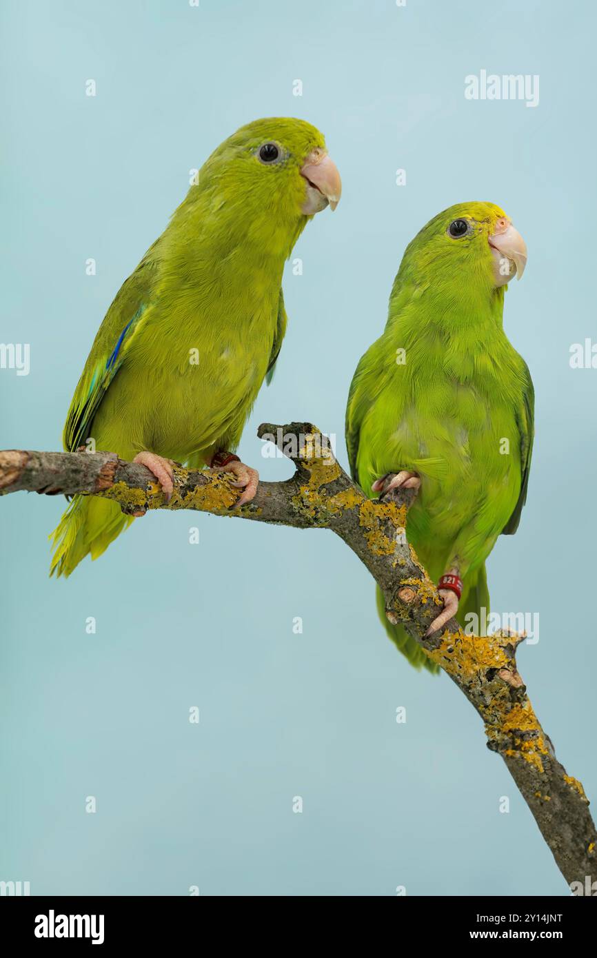 green-rumped parrotlet, Forpus passerinus Misty mutation male double ...