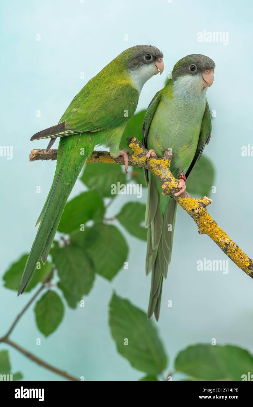 Grey hooded parakeet hi-res stock photography and images - Alamy