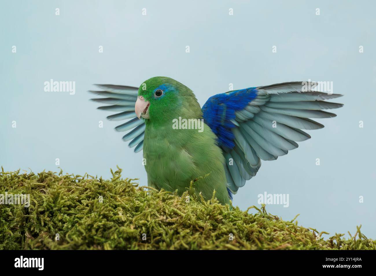 Forpus conspicillatus hi-res stock photography and images - Alamy