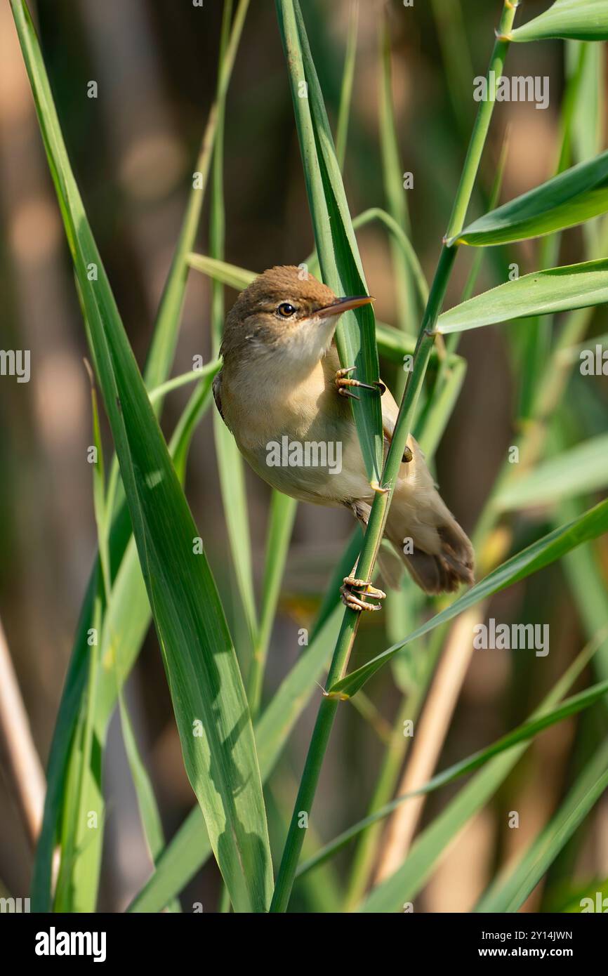 common reed warbler, Acrocephalus scirpaceus Stock Photo - Alamy